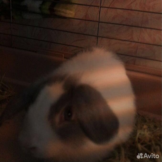 Декоративные кролики вислоухие