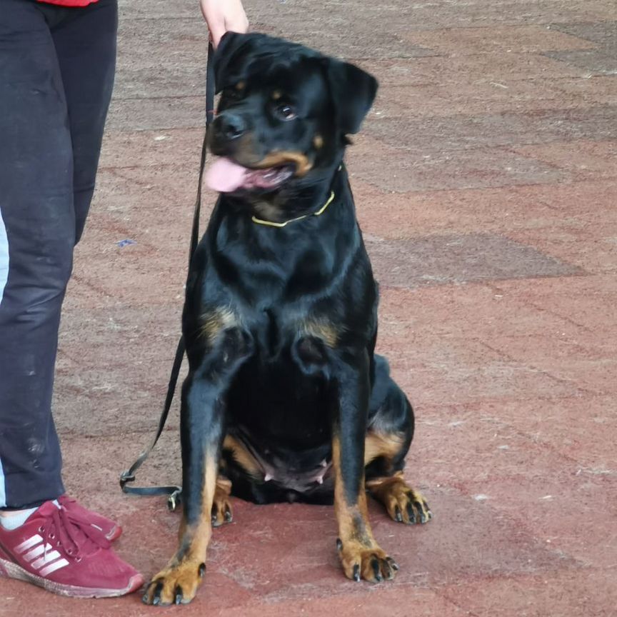 Ротвейлер в добрые руки