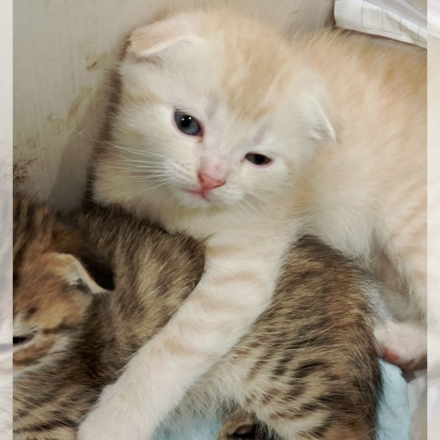 Шотландский вислоухий длинношёрстный котёнок