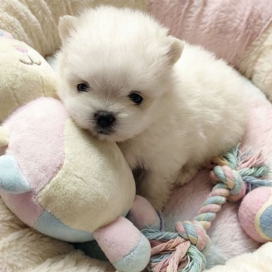 Померанский шпиц, щенок