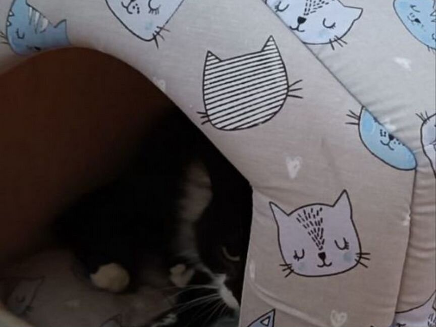 Котик черно-белый