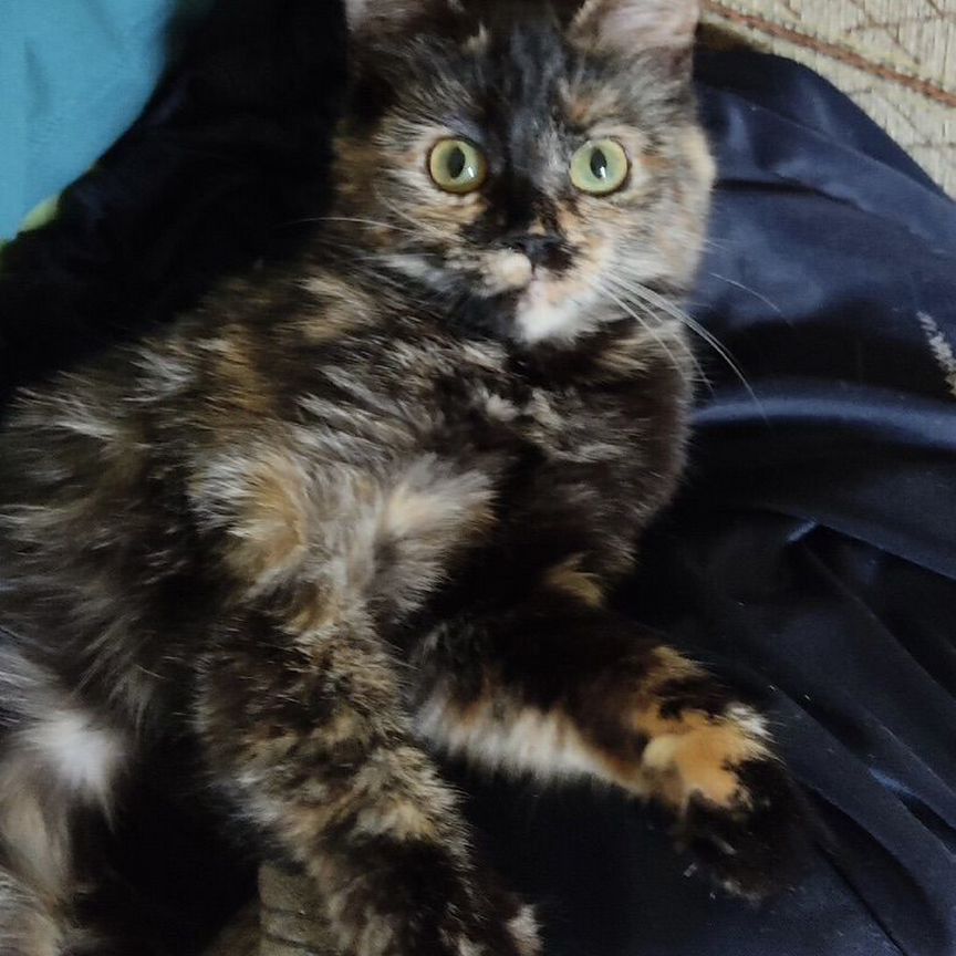 Котенок в добрые руки