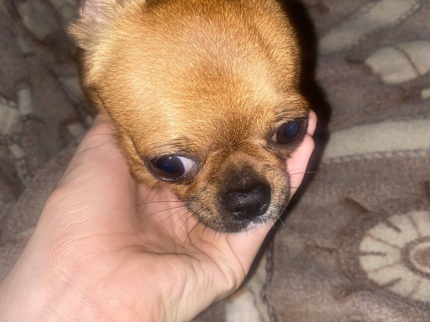 Отдам в добрые руки маленькую собаку