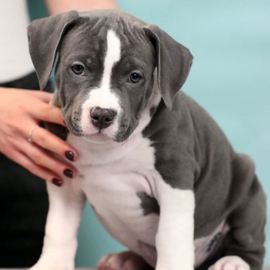 Продажа щенков стаффа