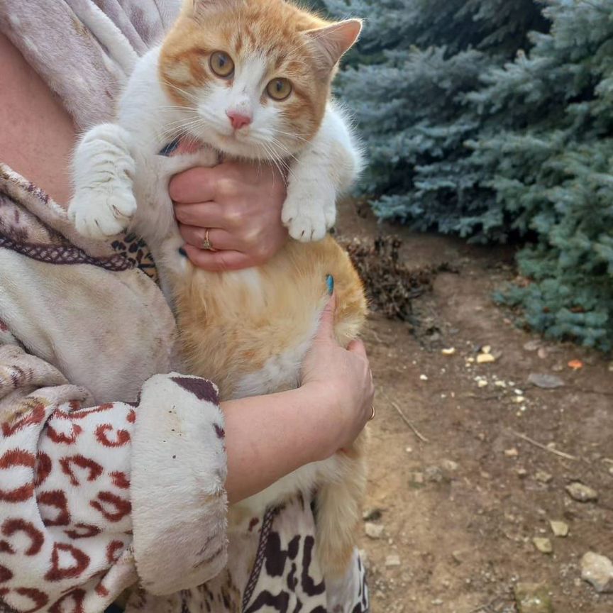Пристраивается в добрые руки