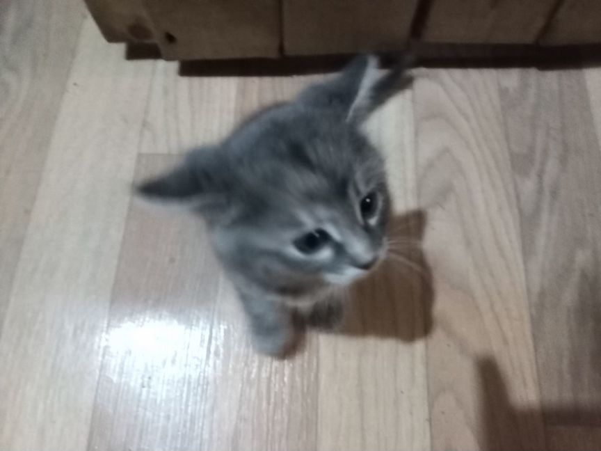 Маленький подлый котёнок сирота