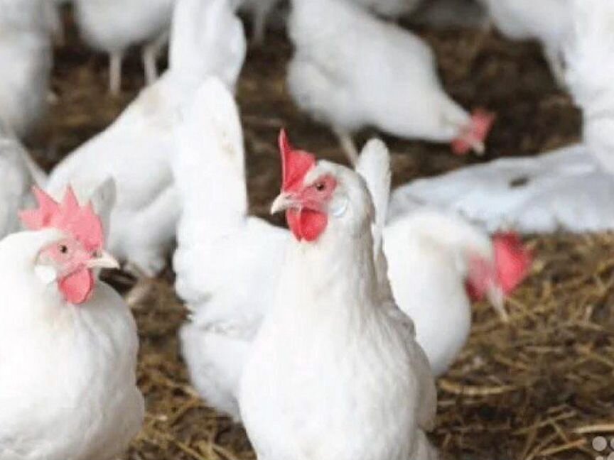 Куры несушки оптом