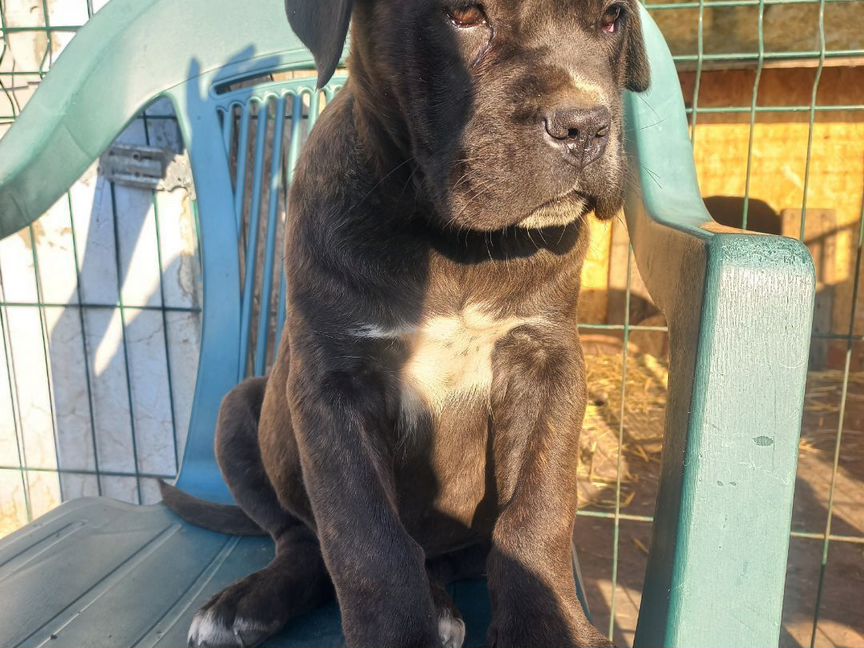 Мальчик-красавчик Кане Корсо