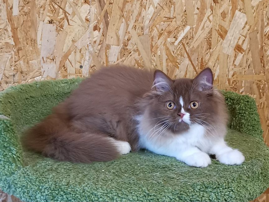 Британские котята цинамон