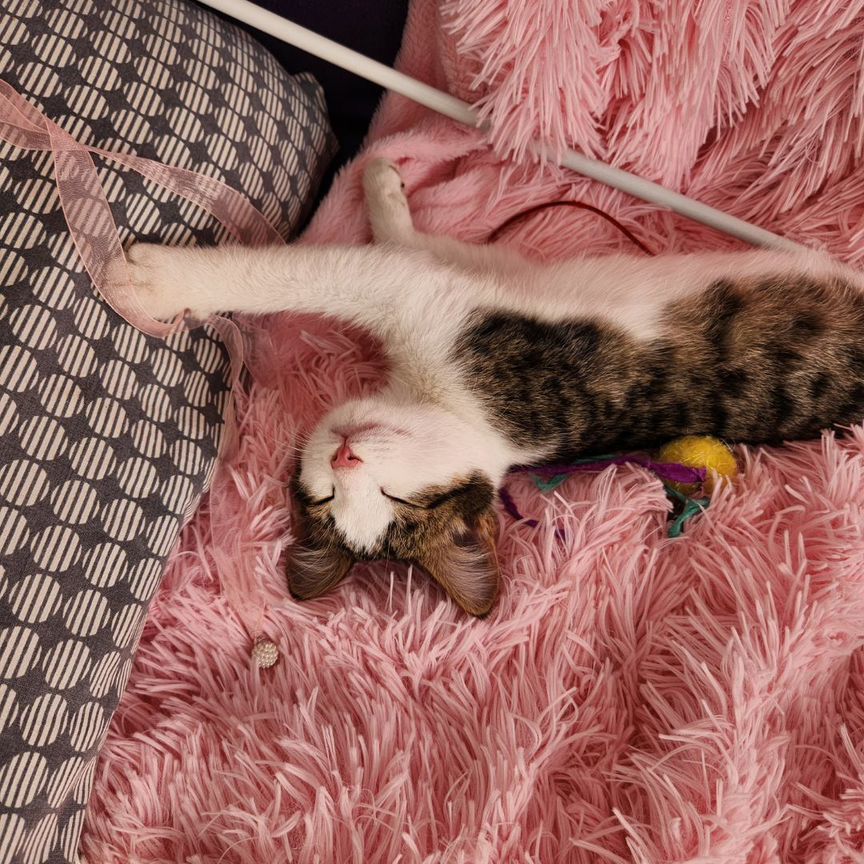 Симпатичный Котенок