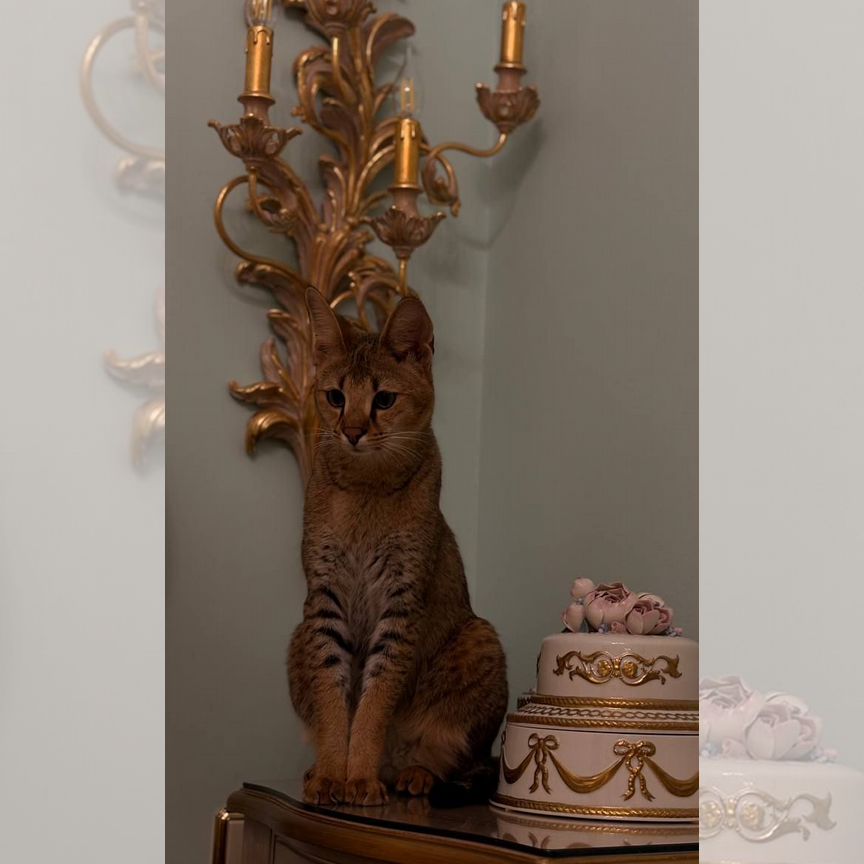 Саванна, взрослый кот