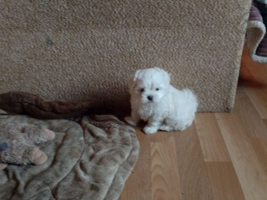 Щеночки болонки