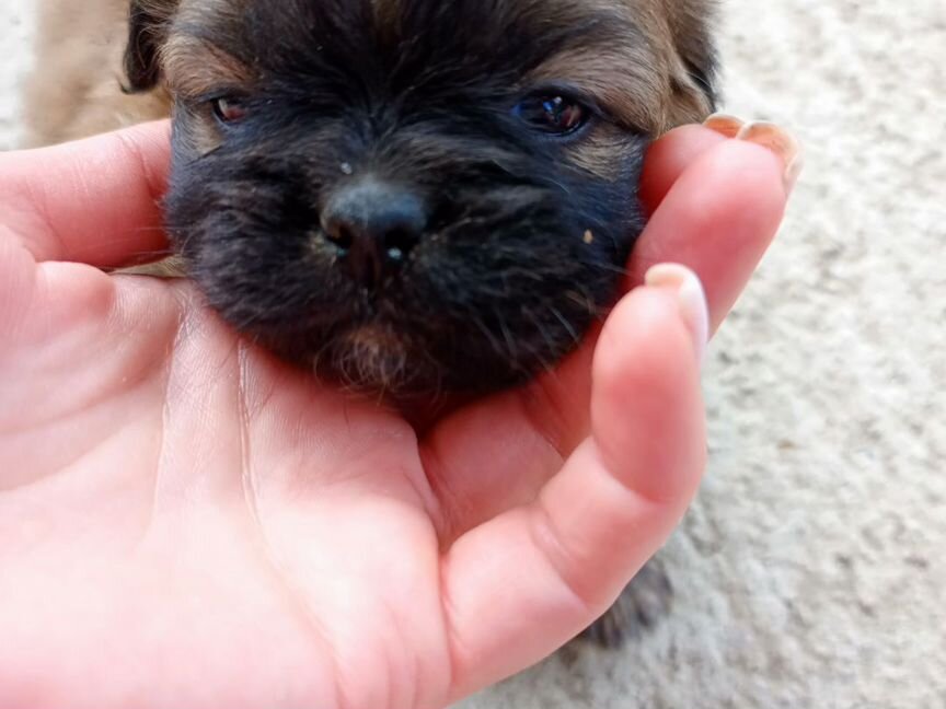 Собаки щенки