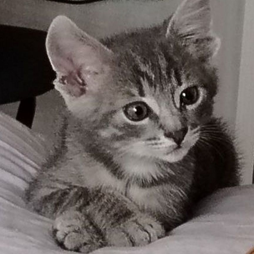 Котёнка в добрые руки