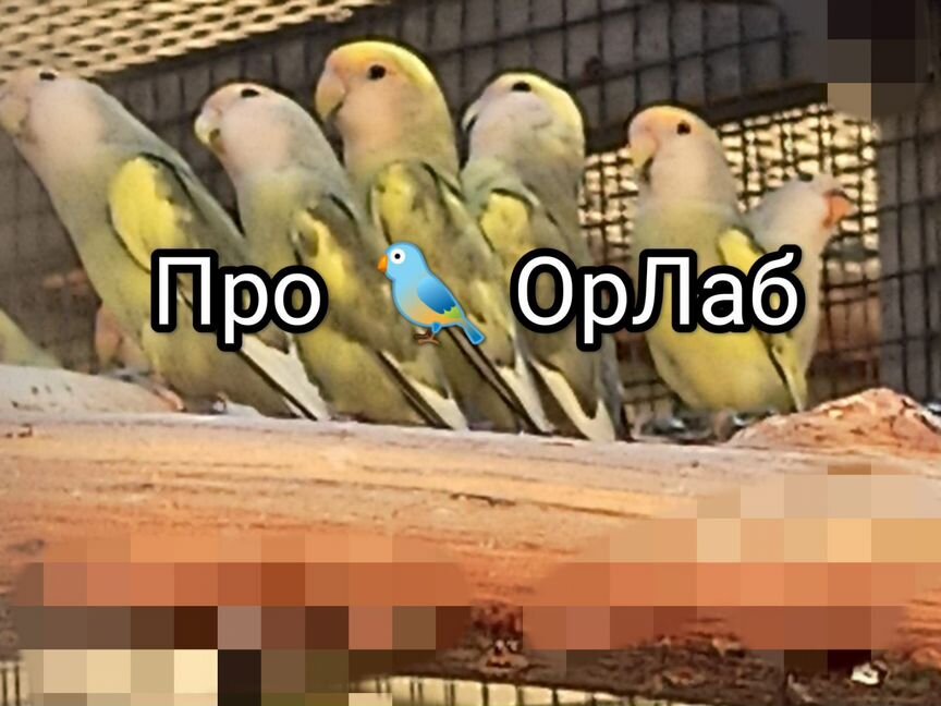 Неразлучник розовощекий редкие окрасы