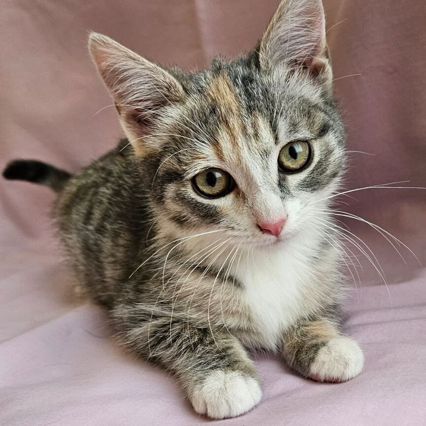 Котенок девочка трёхцветная