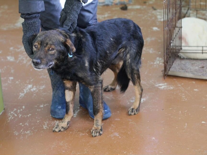 Собака в добрые руки