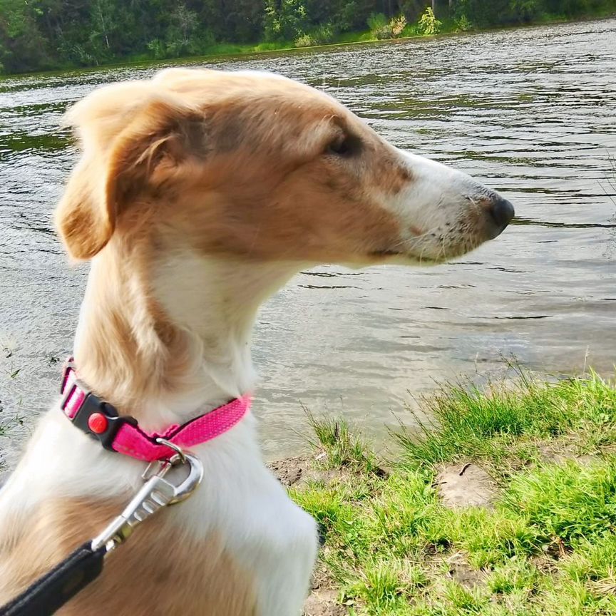 Русская псовая борзая