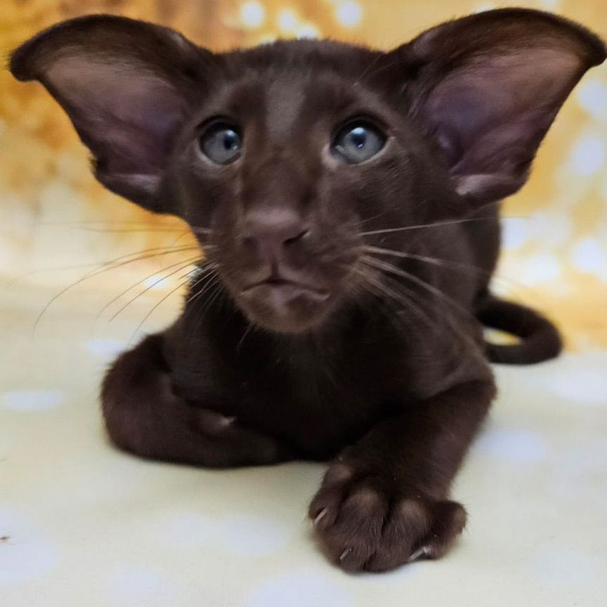 Ориентальный котёнок