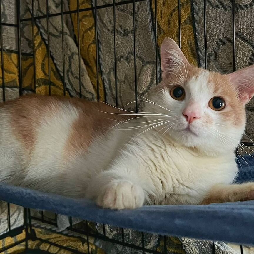 Котик Яша ищет компанию, - заботливые ручки
