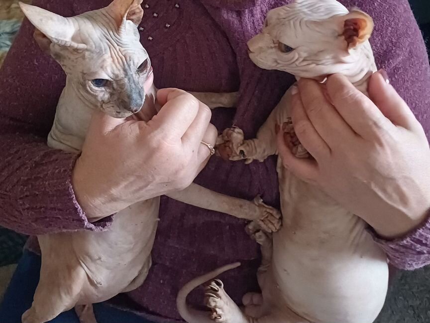 Канадский сфинкс бамбино