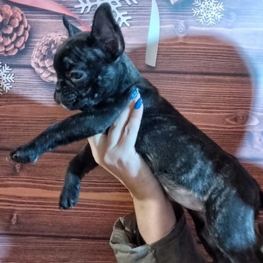 Французский бульдог, щенок