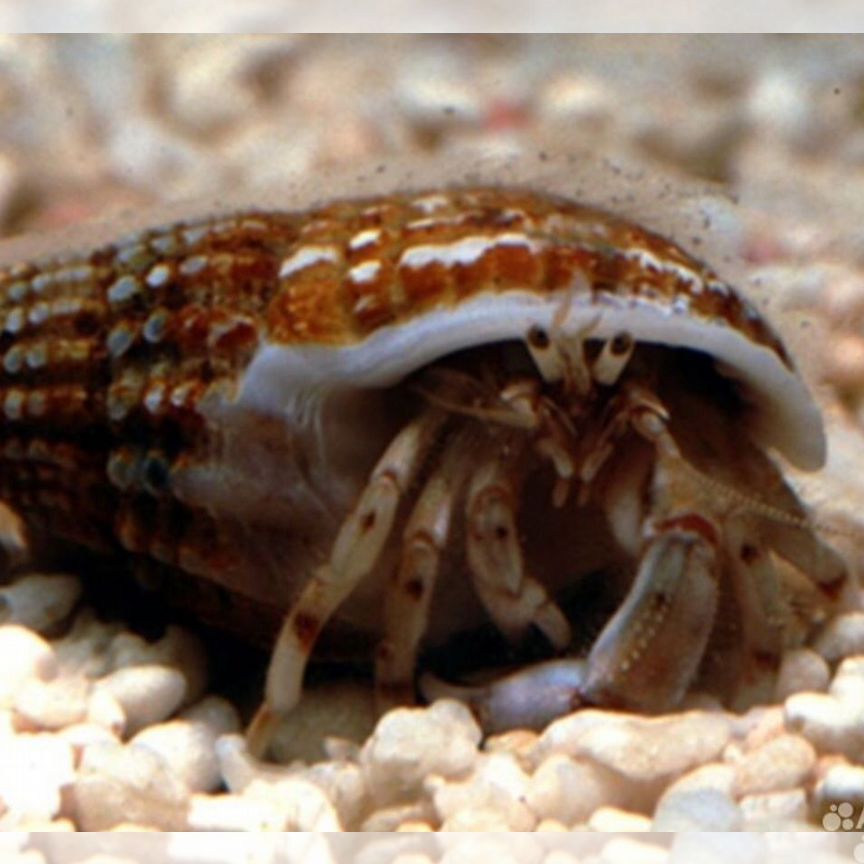 Рак-отшельник