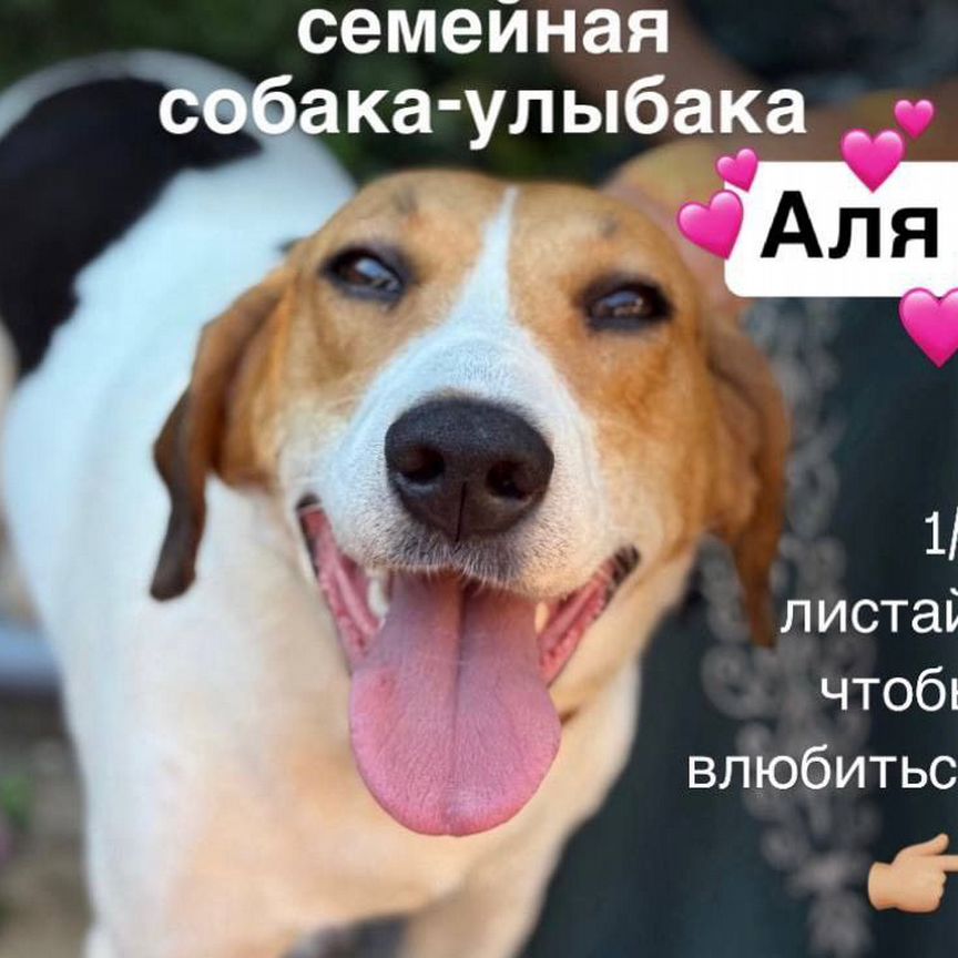 Русская пегая гончая, взрослая собака