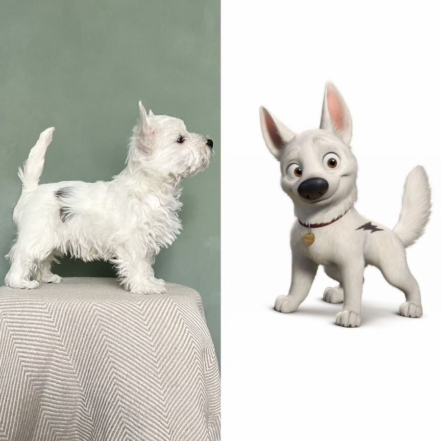 Уникальный Вест хайленд вайт терьер