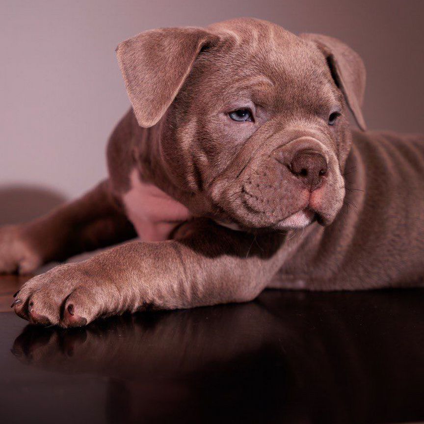 Американский булли, щенок