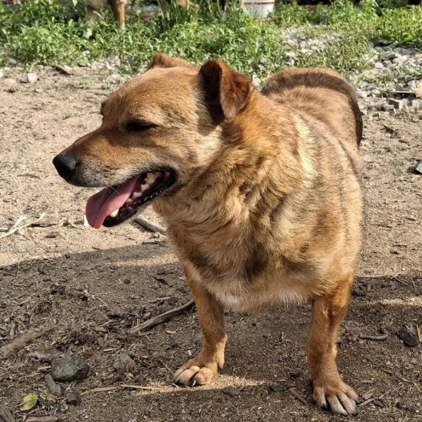 Рыжик. Прошедший через ад