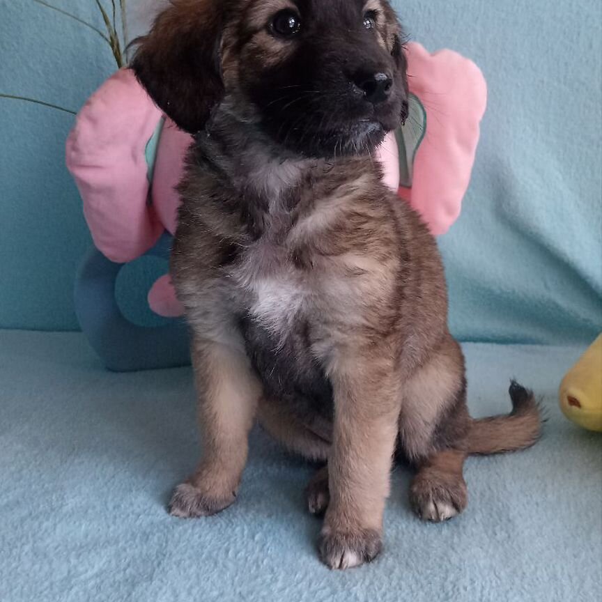 Милка (щенок девочка без породы)