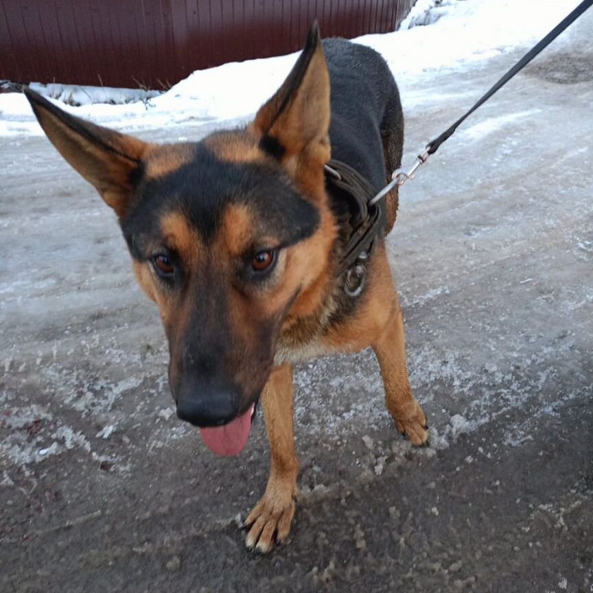 Близкий метис овчарки