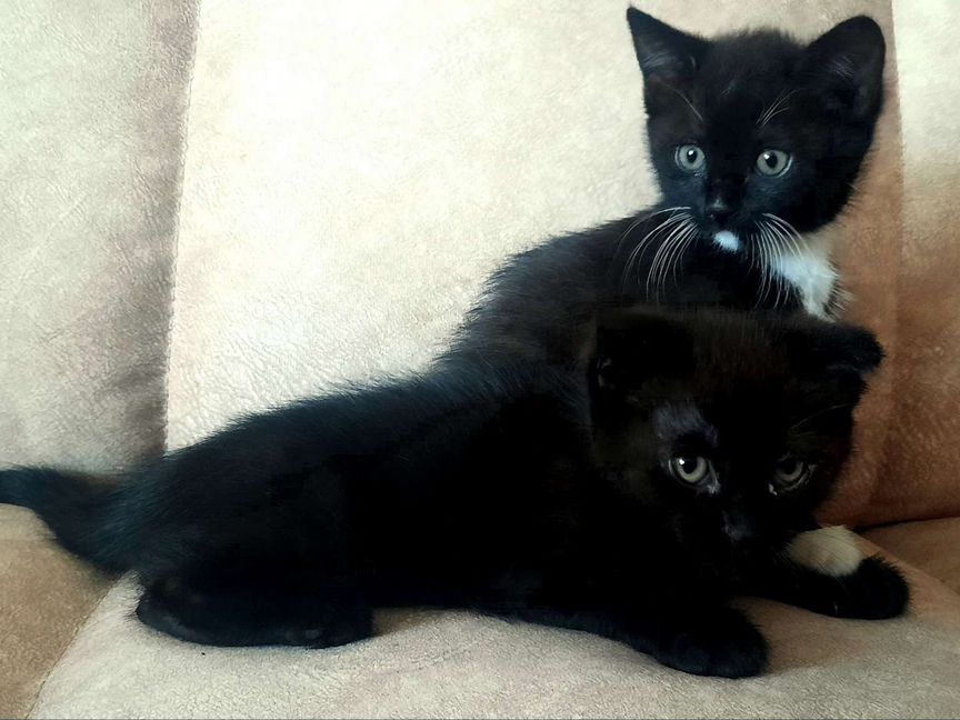 Котята в добрые руки бесплатно