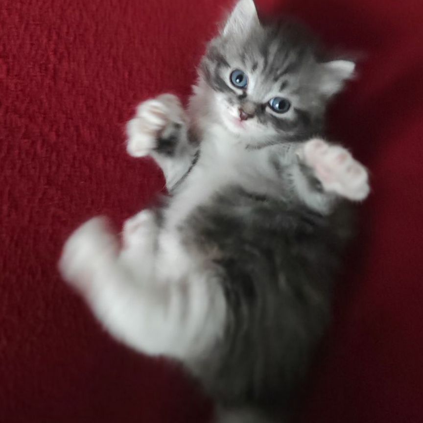 Британский длинношёрстный котёнок