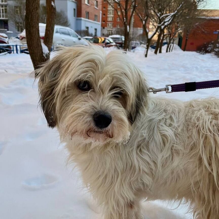 Собака в добрые руки