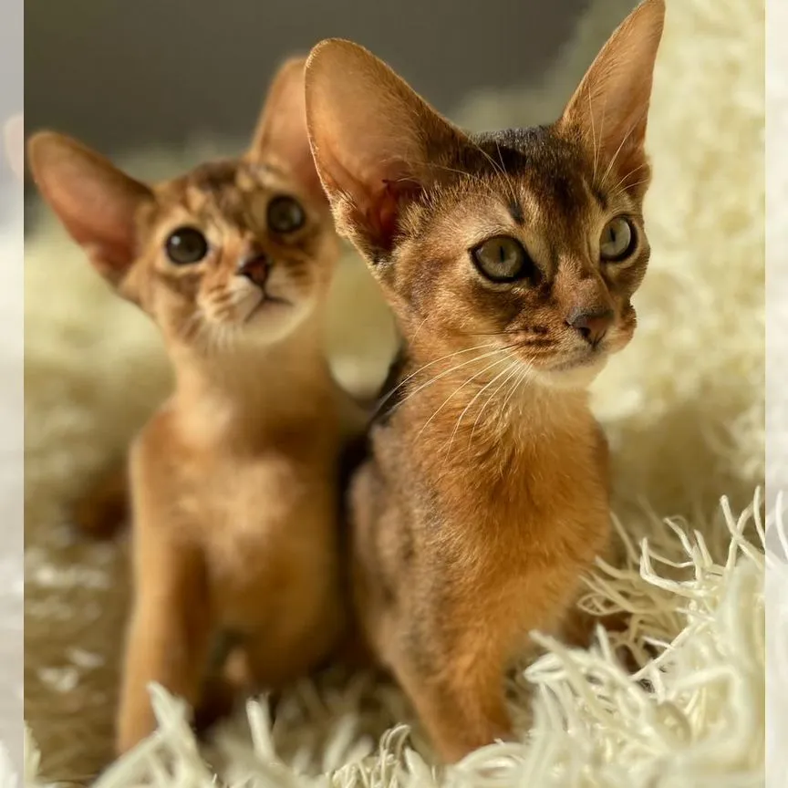 Абиссинские котята клубные дикий окрас