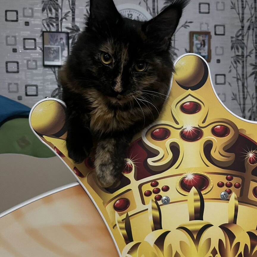 Мейн-кун, взрослая кошка