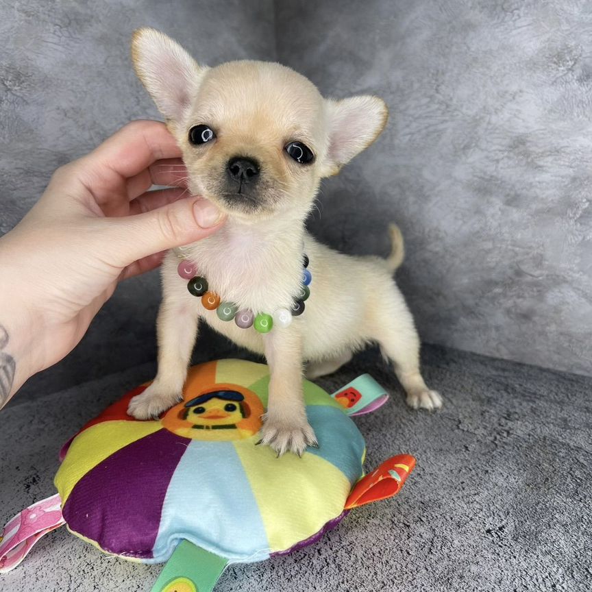 Super mini кукольный малыш