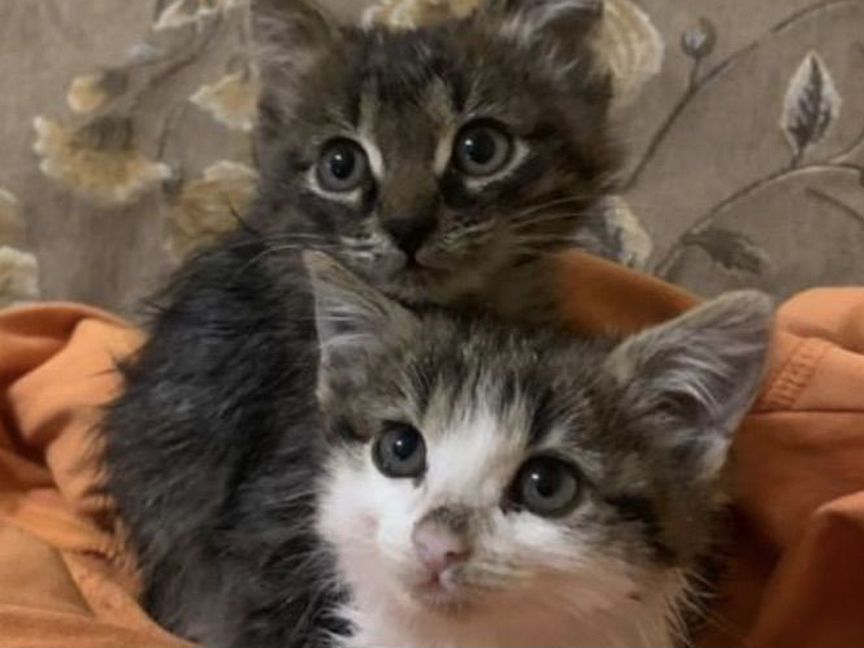 Несчастные котятки без дома и семьи