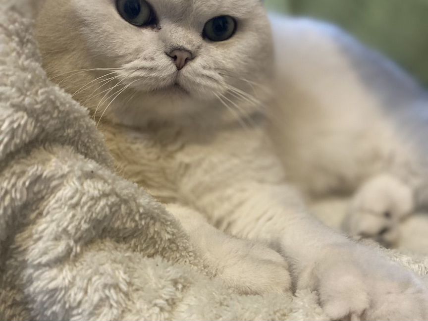 Британская шиншилла
