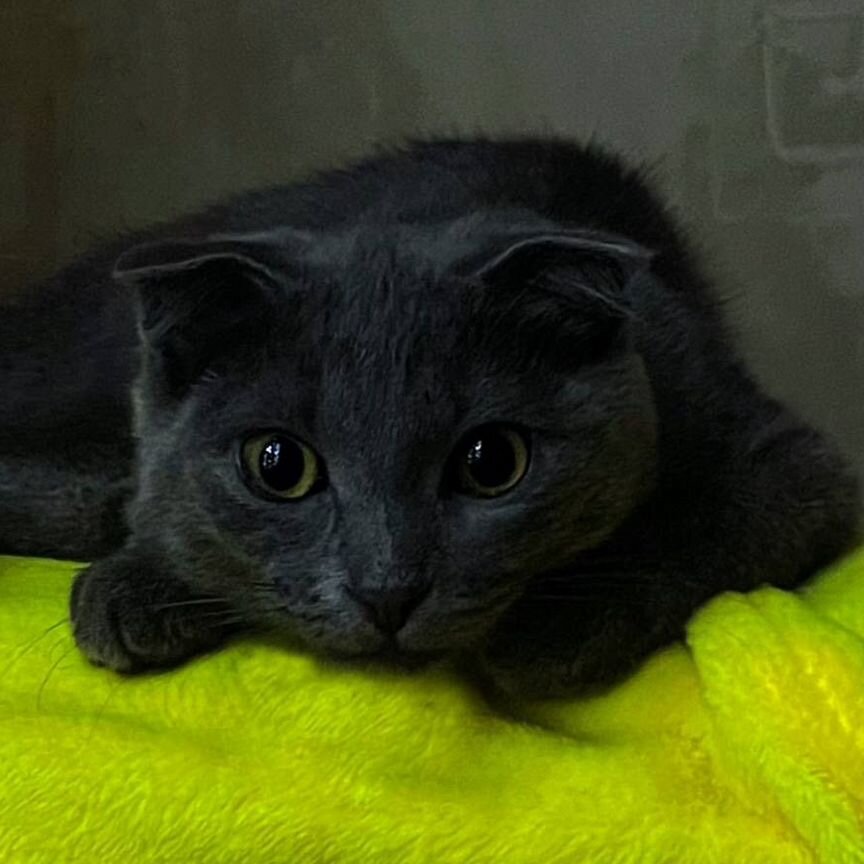 Шотландская вислоухая кошка