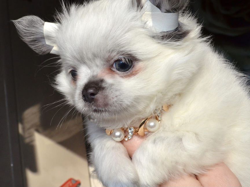 Девочка чихуахуа д/ш