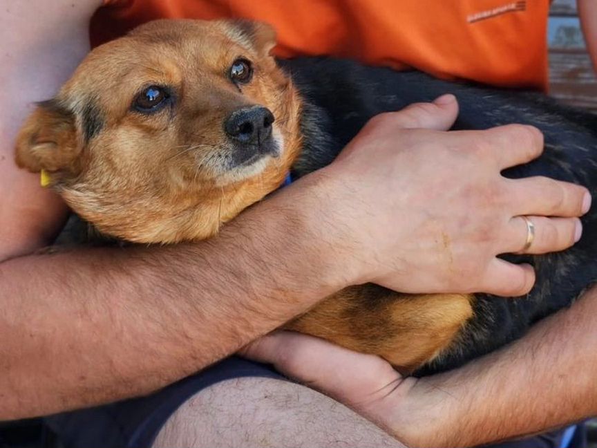 Маленькая добрая собака ищет дом/передержку