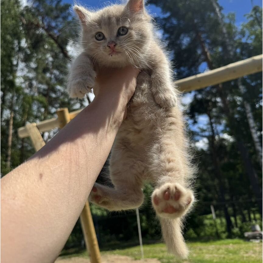 Котёнок в добрые руки