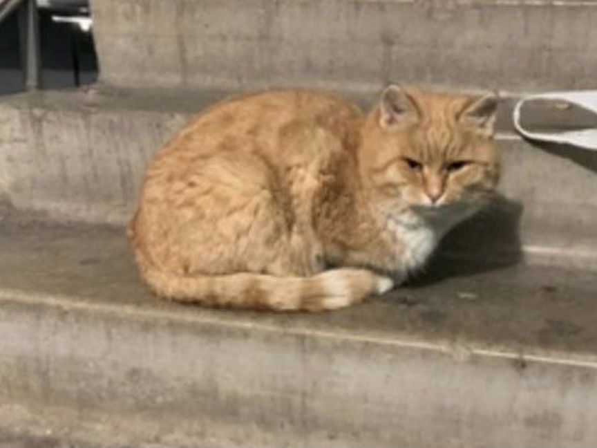 Кот живет в подьезде