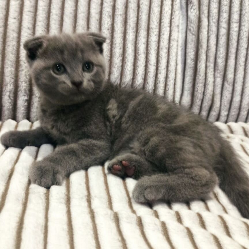 Котята шотландские вислоухие