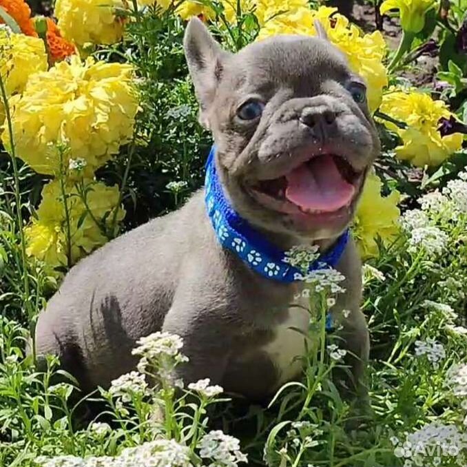 Само очарование