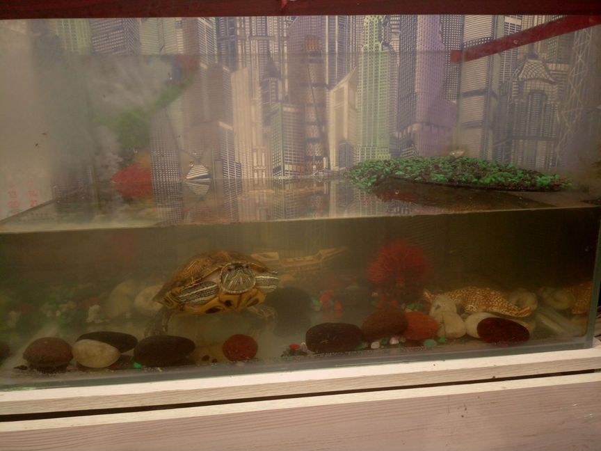 Черепаха красноухая