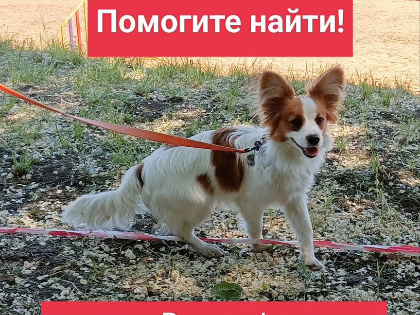 Папийон мальчишка
